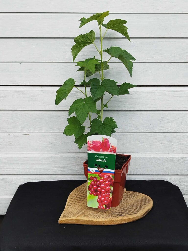 Ribes rubrum ‚Jonkheer Van Tets‘ - Záhradníctvo Čambor
