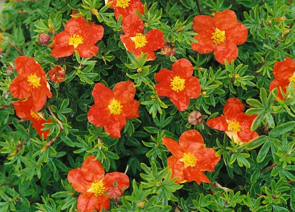 Potentilla fruticosa ‘Marian Red Robin’ - Záhradníctvo Čambor
